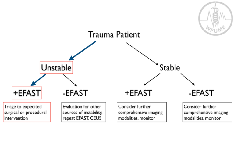 The E-FAST Exam – Chapter 26 Media Library – WFUMB